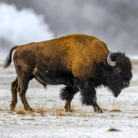 Membership – kā-wīci-pimohtēmāt Professional Practice Group